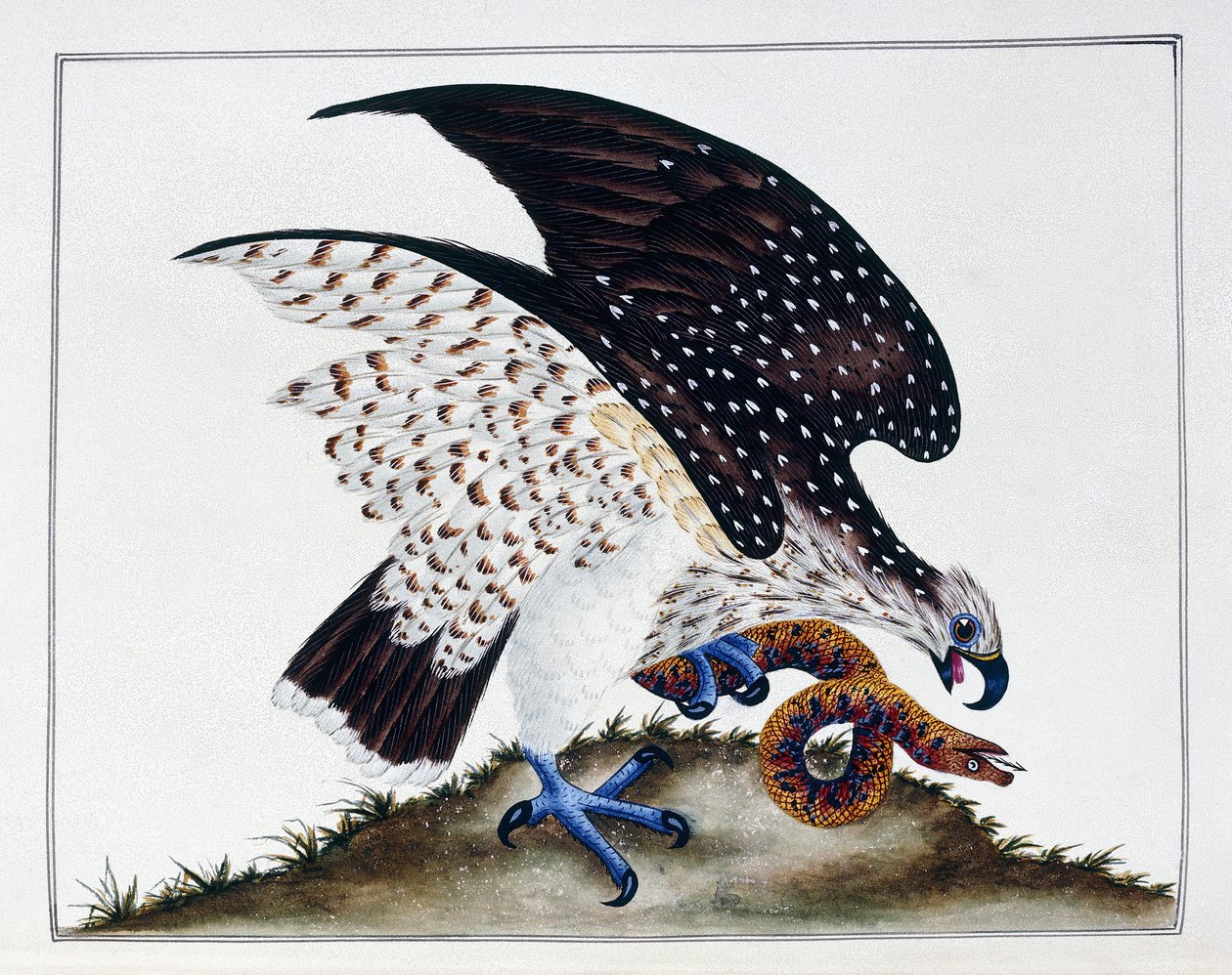 Bird of Prey with Snake, 1808-21 by Charles Hayes