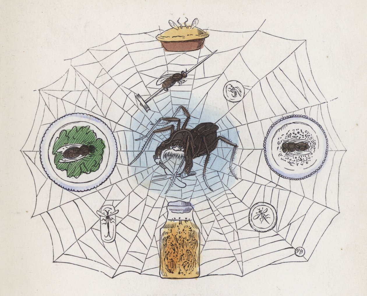 Spider in its web surrounded by food