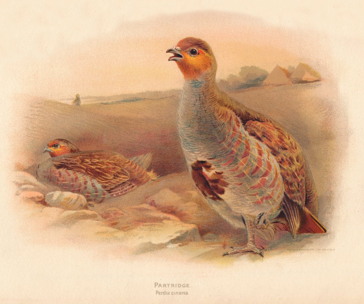 Partridge (Perdix cinerea), 1900 by Charles Whymper