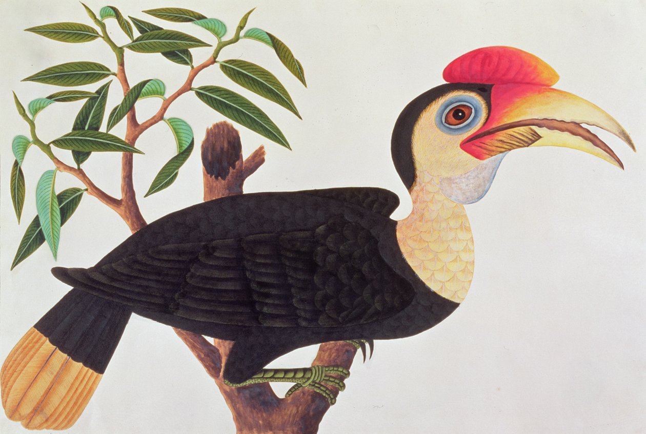 Ke-ke, from Drawings of Birds from Malacca, c.1805-18