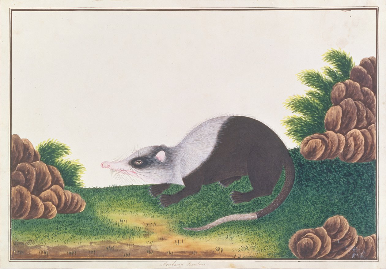Moonrat, from Drawings of Animals, Insects and Reptiles from Malacca, c ...