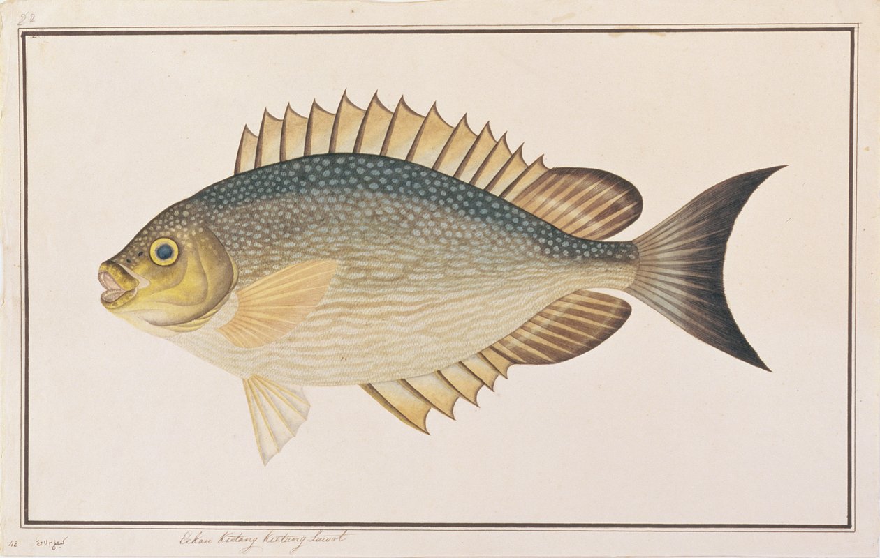 Rabbitfish, from Drawings of Fishes from Malacca, c.1805-18