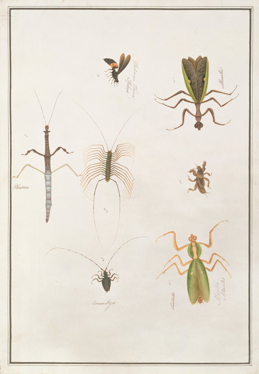 Six Arthropods, from Drawings of Animals, Insects and Reptiles from Malacca