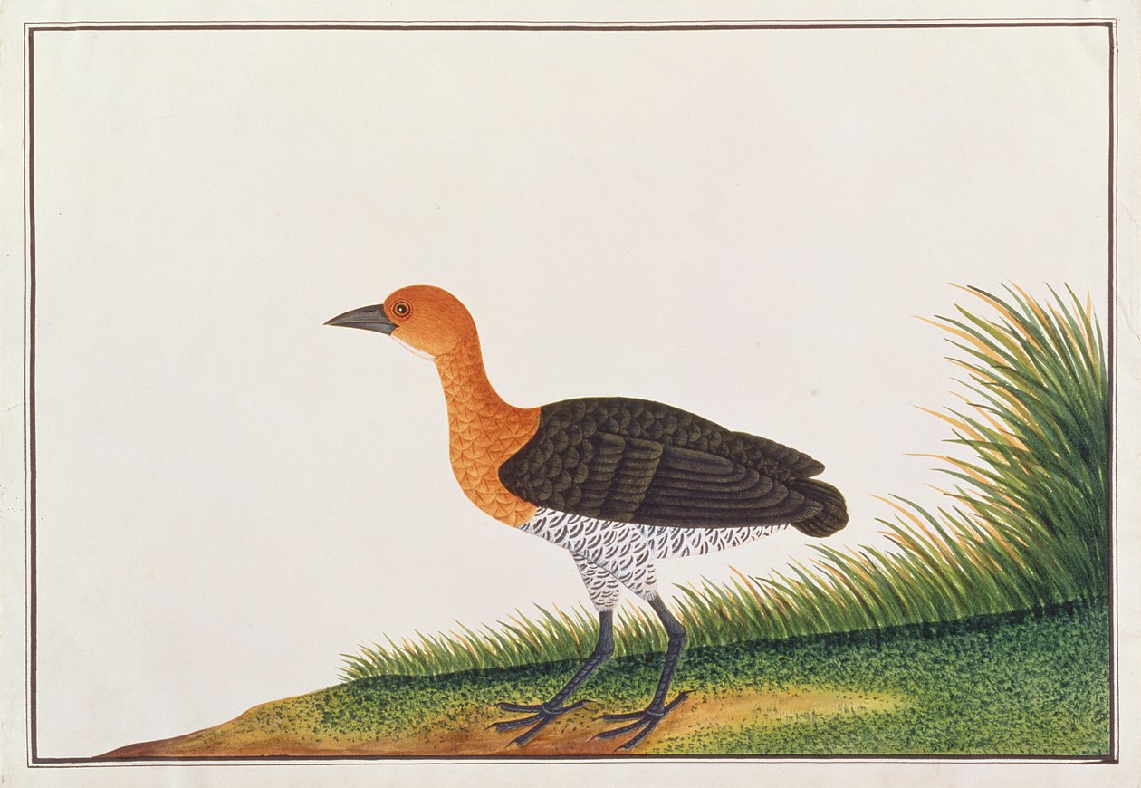 Slaty-legged Crake, from Drawings of Birds from Malacca