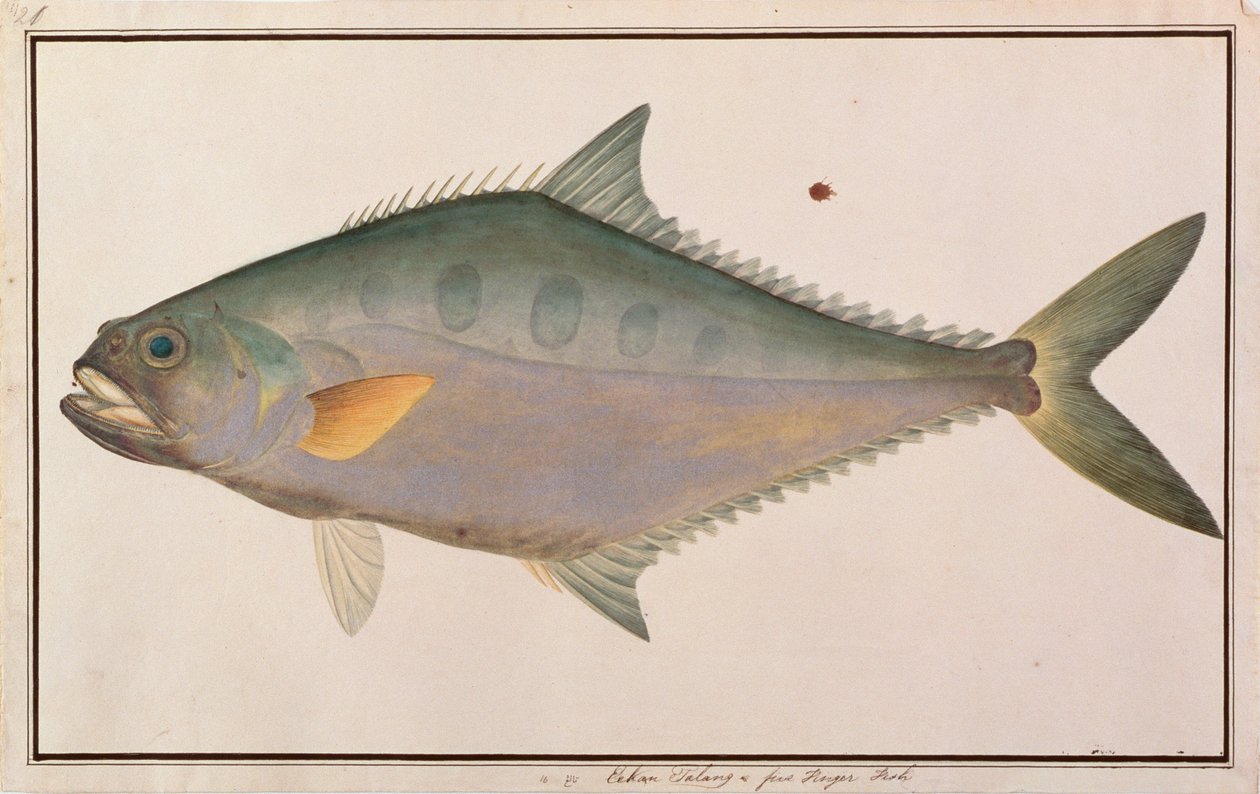 Talang Queenfish, from Drawings of Fishes from Malacca, c.1805-18