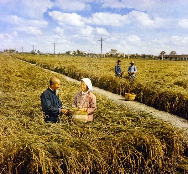 Joy of a Bumper Harvest, Communist China