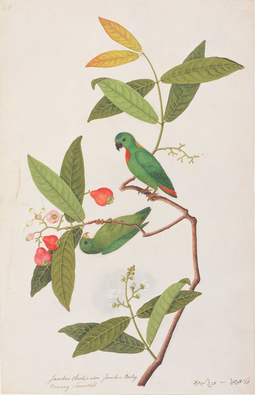 Blue-crowned Hanging Parrot, from Drawings of Birds from Malacca, c.1805-18