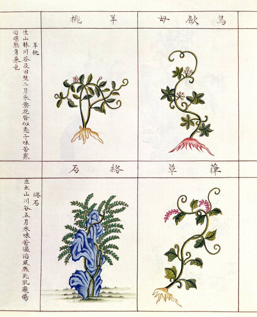 Four Plants from a Pen Tsao, a Collection of Medicinal Plants, 18th ...