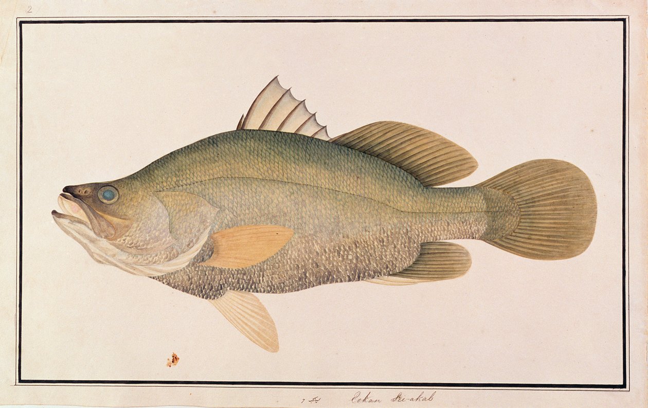 Giant Sea Perch, from Drawings of Fishes from Malacca, c.1805-18