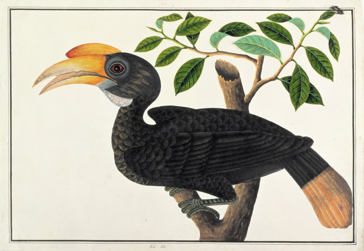 Ke ke, from Drawings of Birds from Malacca, c.1805-18