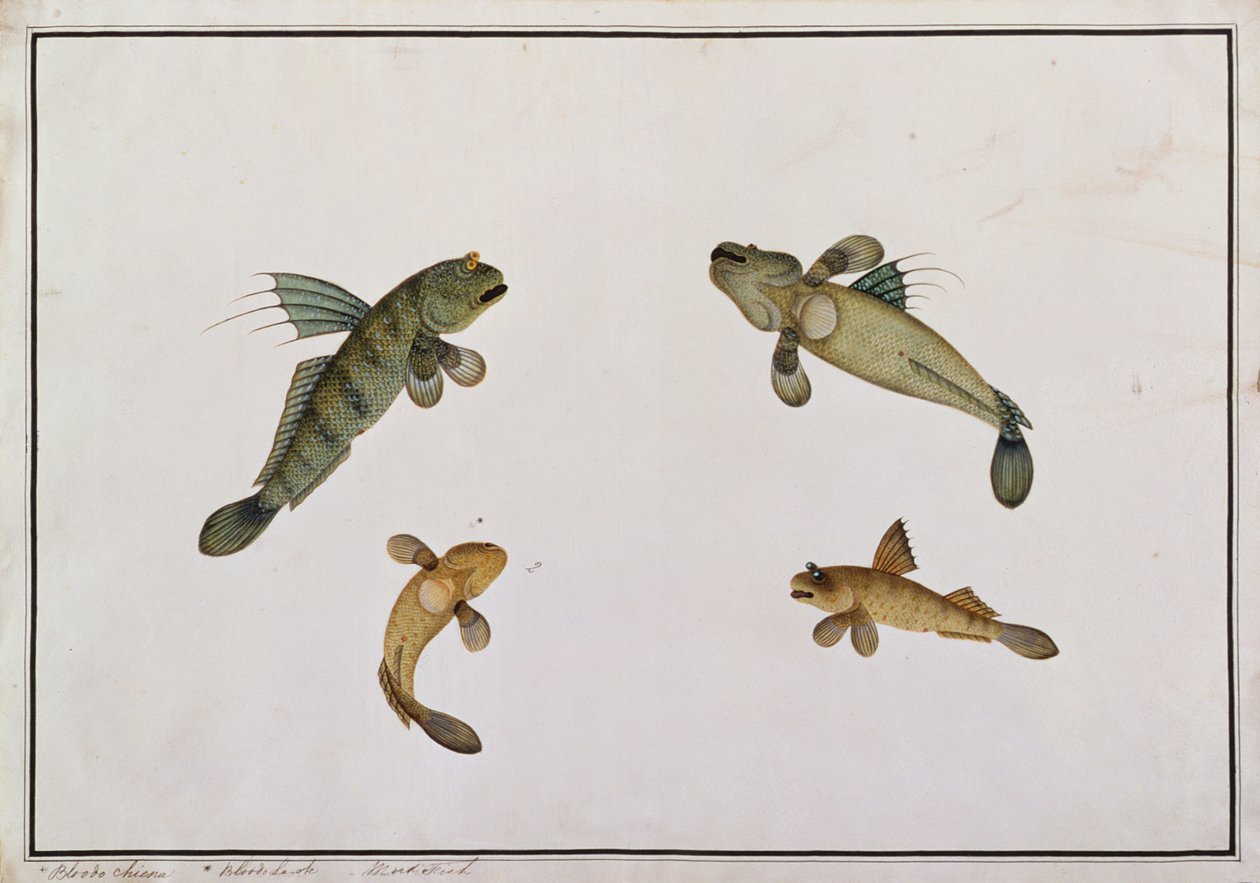 Mud Fish, Bloodo chiena, Bloodo La-ore, from Drawings of Fishes from ...