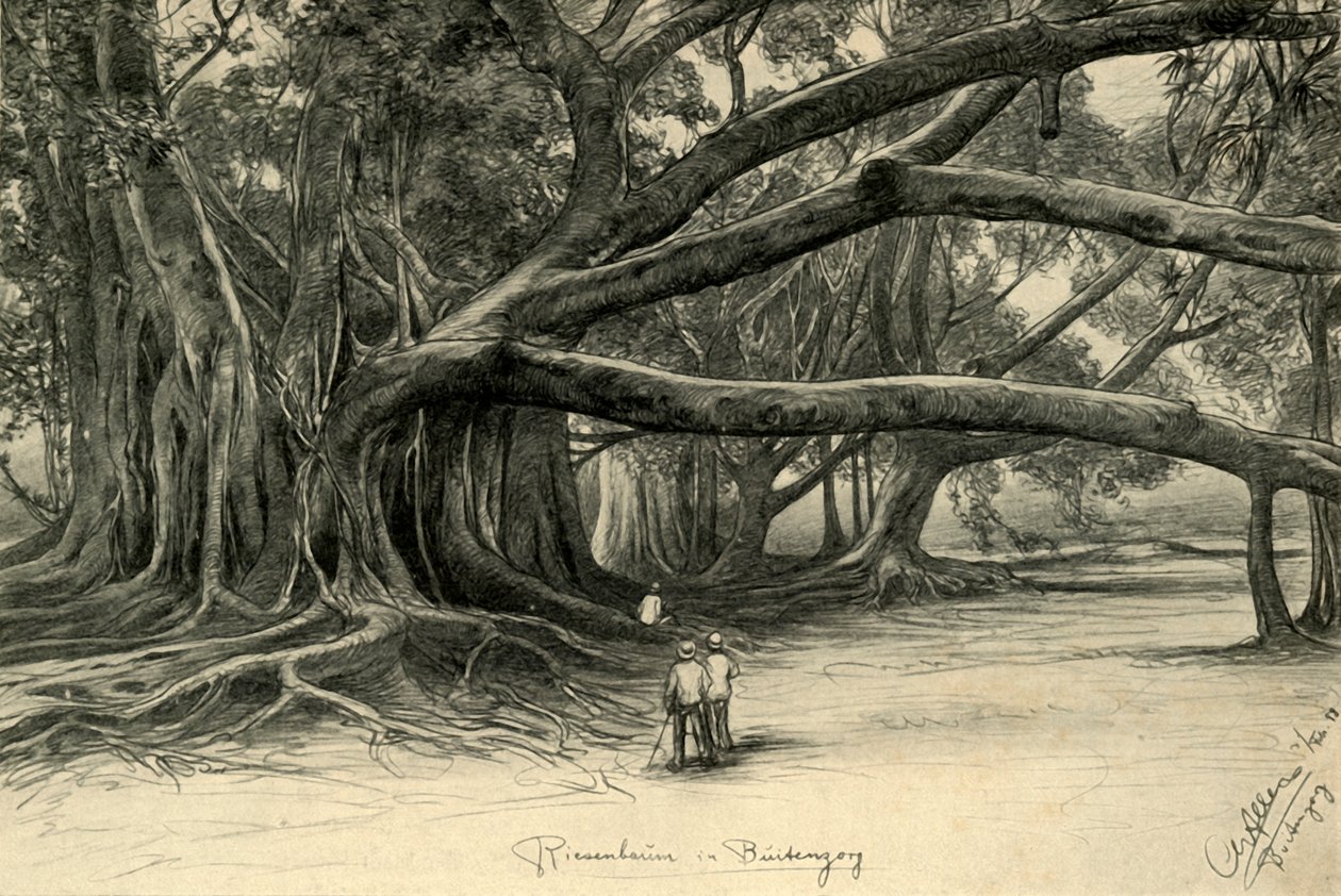 Giant trees in Buitenzorg, Java by Christian Wilhelm Allers