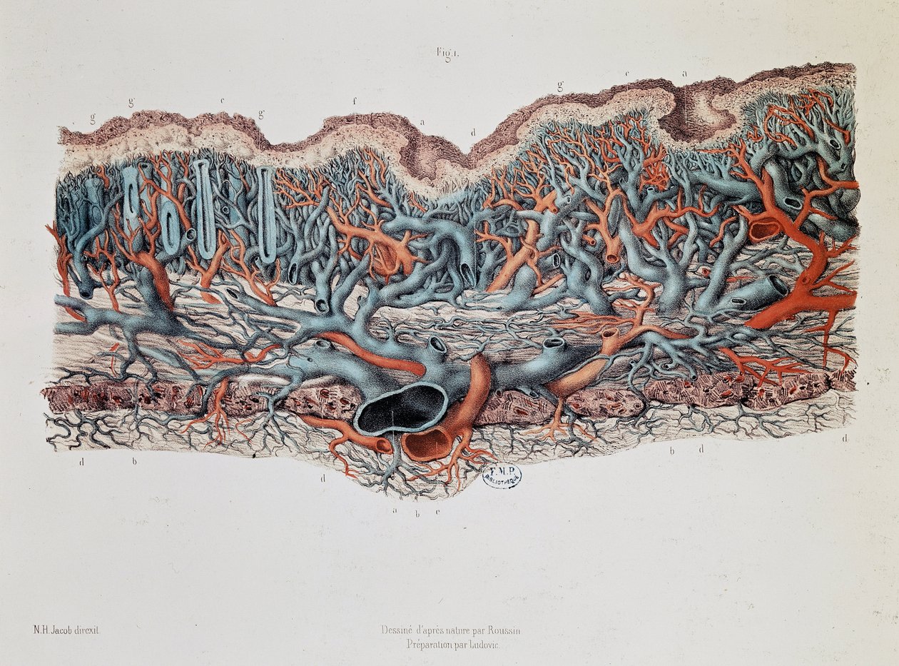 Macroscopic anatomy of the mucous membranes of the intestine, Claude ...