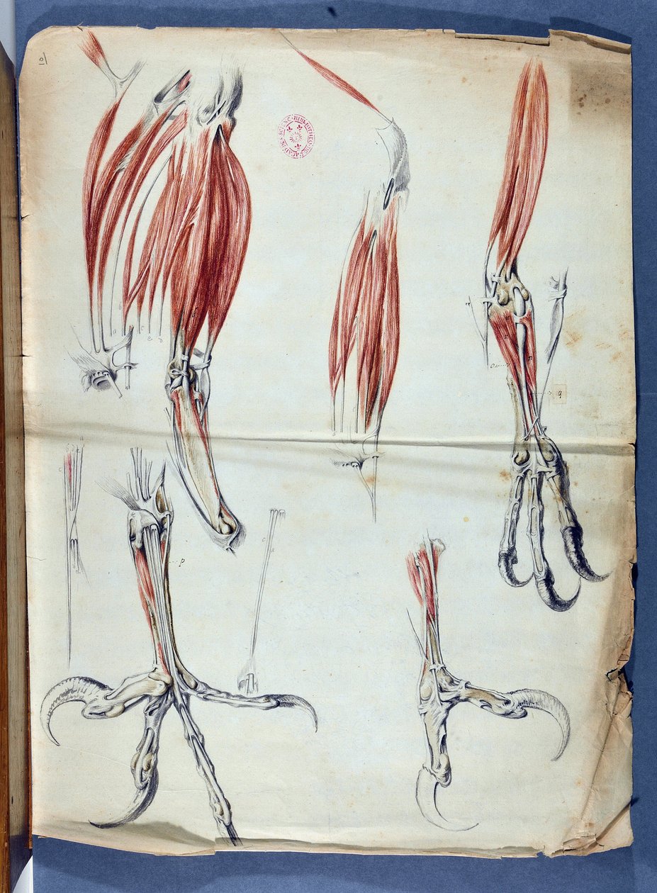 Anatomy of an Eagle's Paw Published in 'Memoires pour Servir a l ...