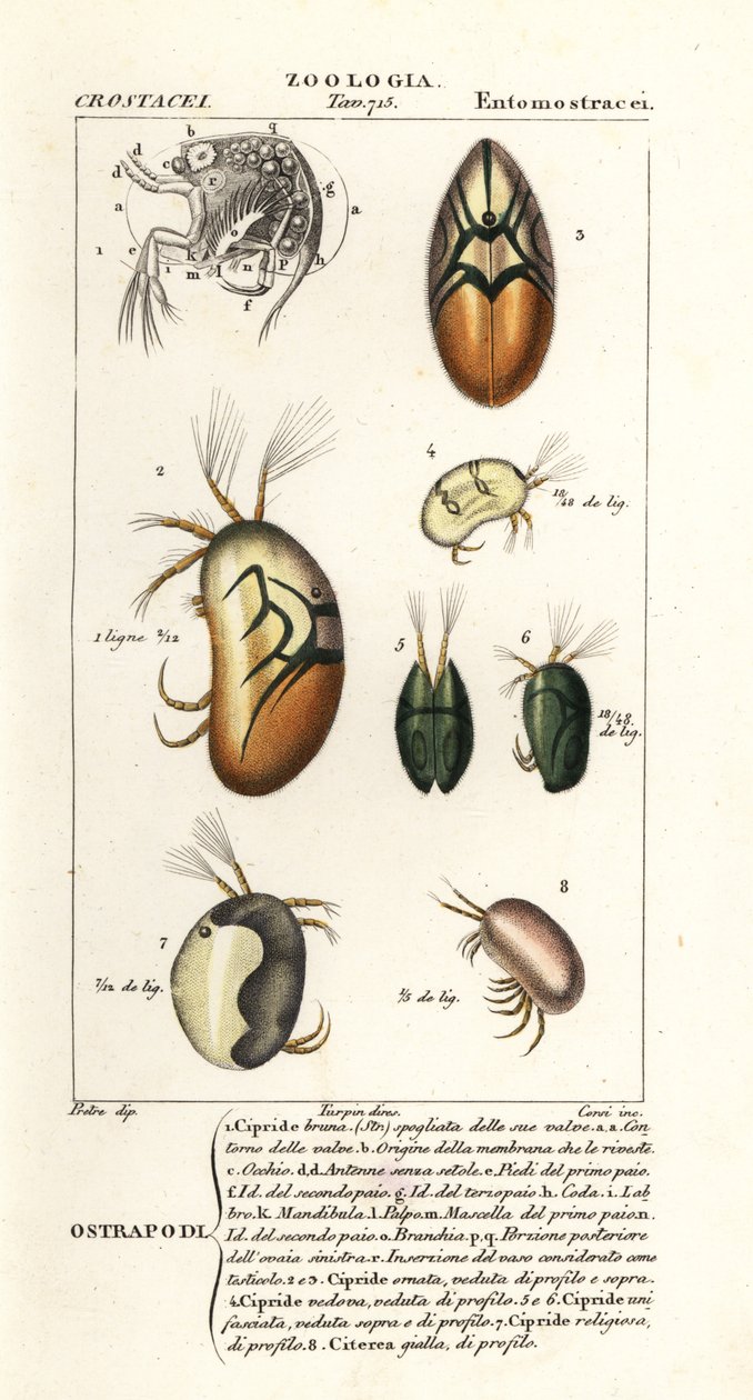 Species of Ostracods by Corsi Corsi: Buy fine art print