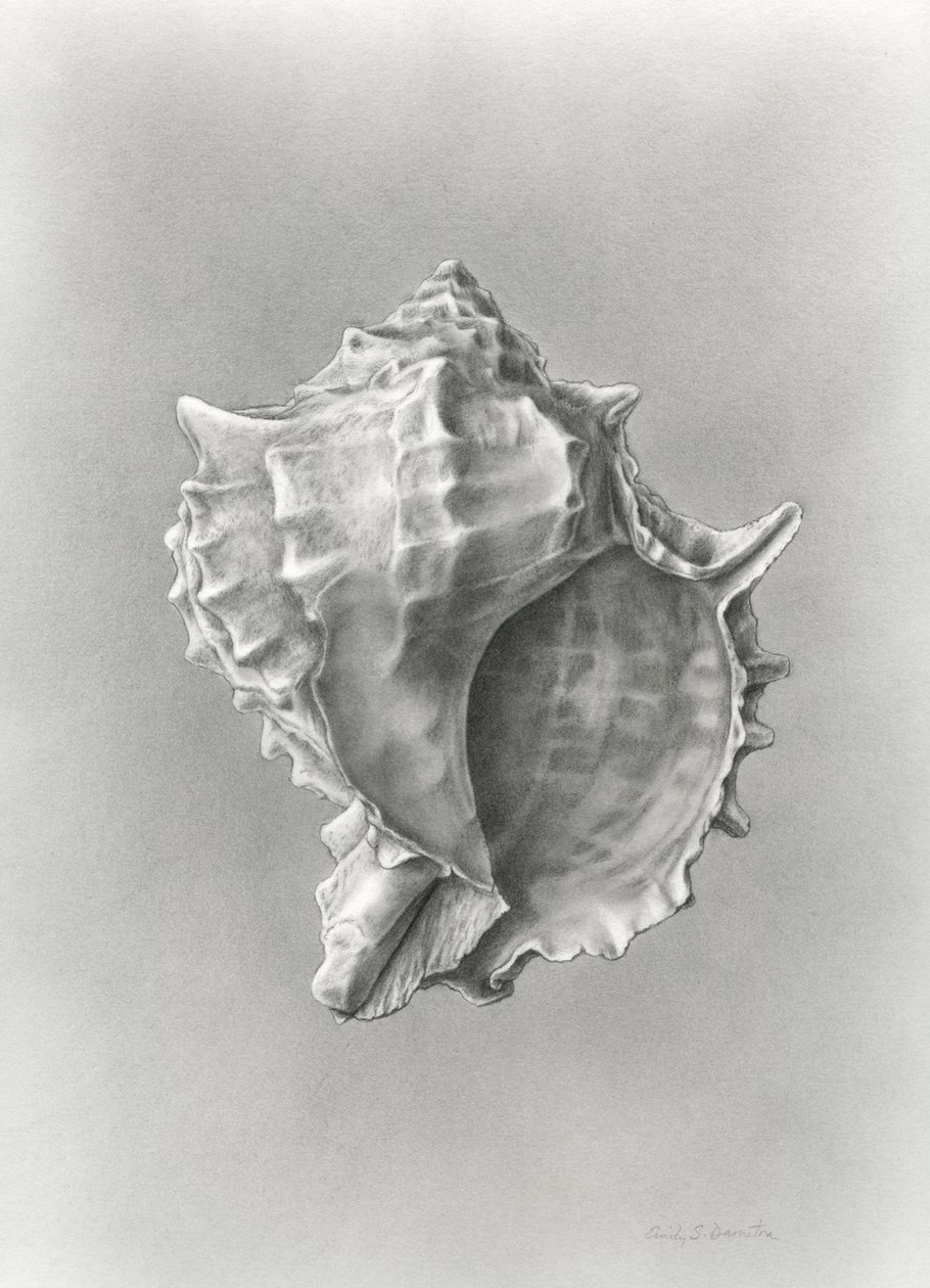 Conch shell study by Damstra Emily: Buy fine art print
