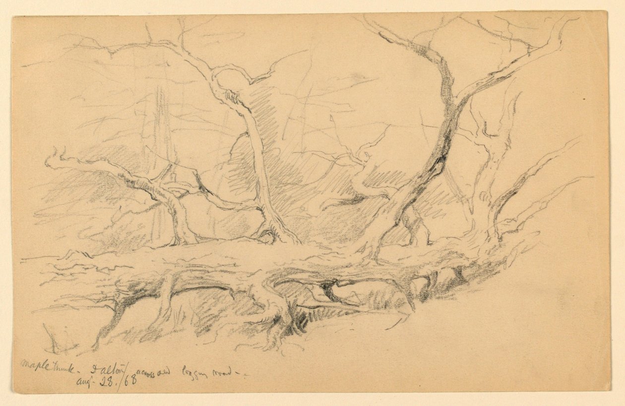 Maple Trunk, Across Old Logging Road, Dalton