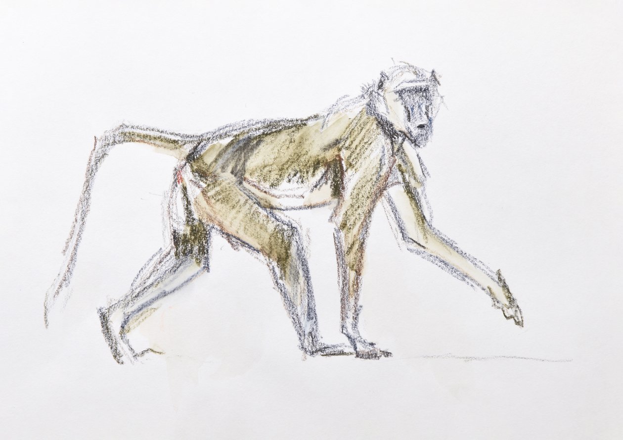 Baboon, 2020 by David Mayer: High-quality fine art print