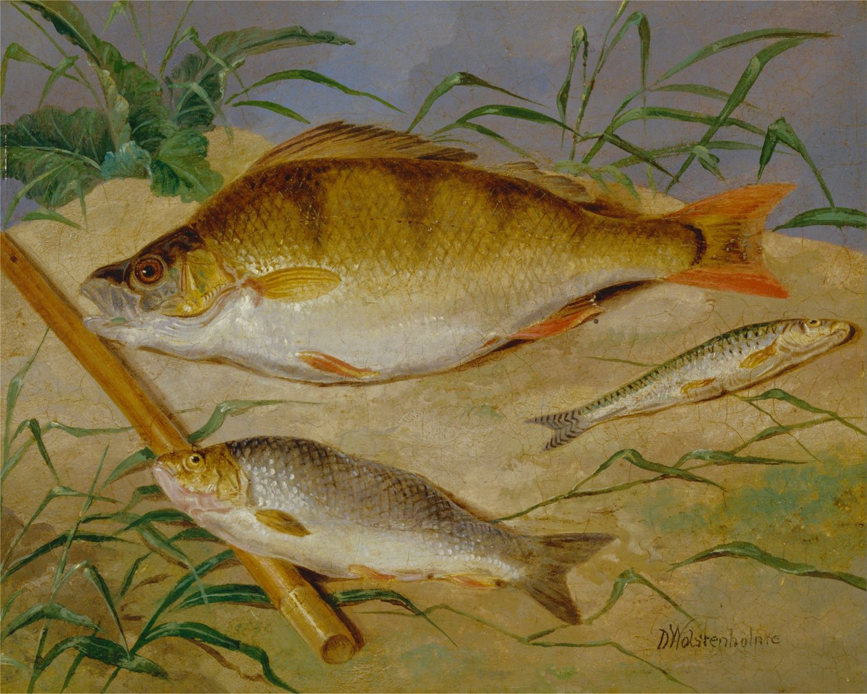 An Angler's Catch of Coarse Fish by Dean Wolstenholme