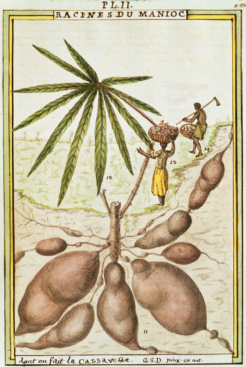 Cassava or manioc roots (Manihot esculenta) used to make cassava bread, watercolour by Delahaye