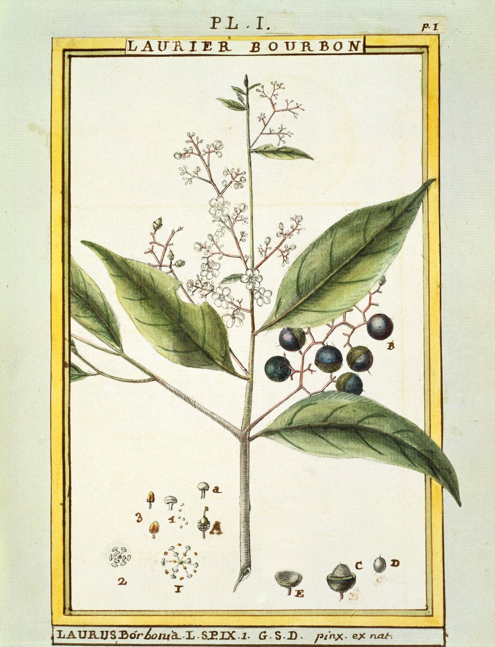 Red Bay Tree (Laurus borbonia or Persea carolinensis), watercolour by ...