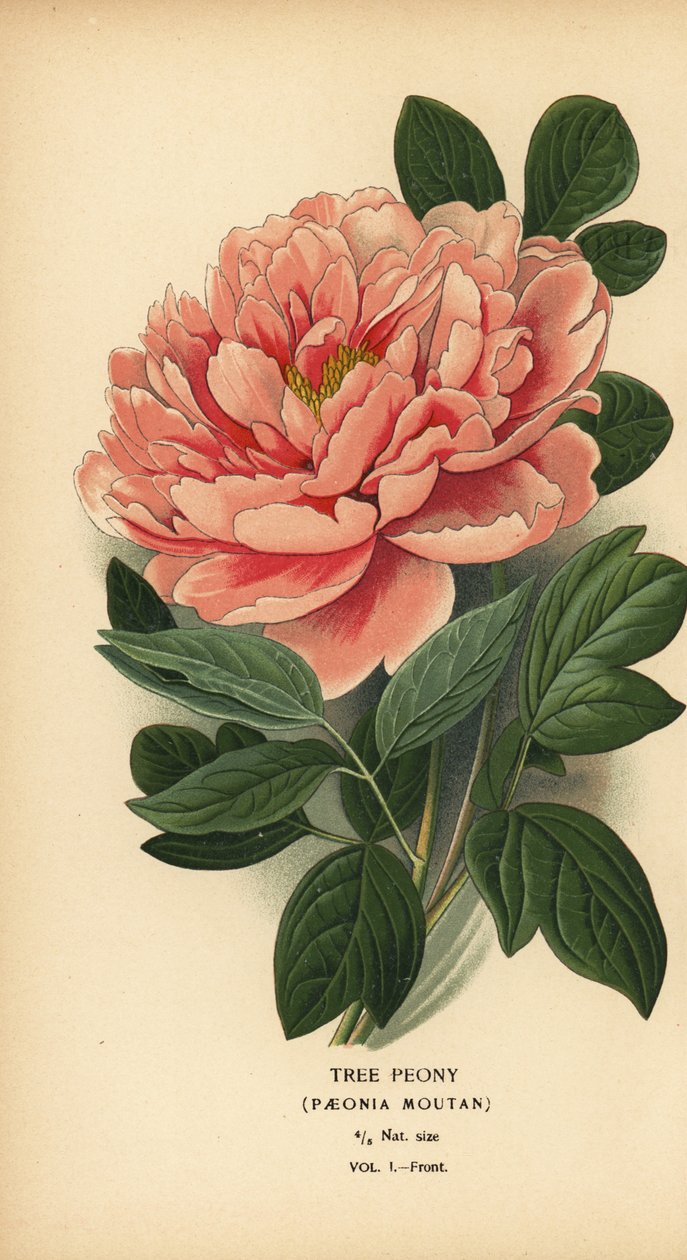 Tree Peony by Désiré Georges Jean Marie Bois