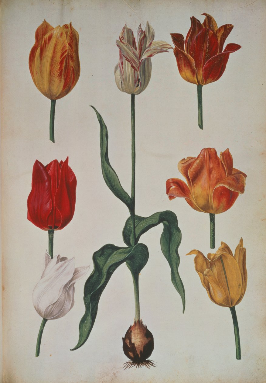 Tulips: from Verzameling van Bloemen naar deNatuur getekend (Collection ...
