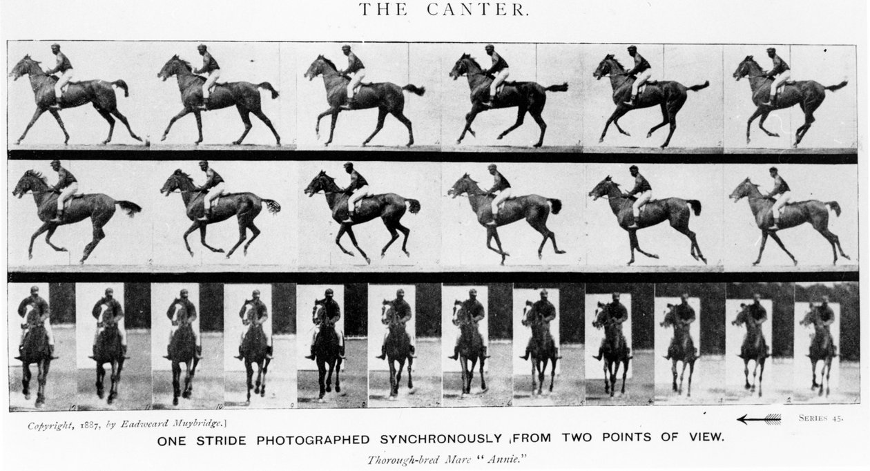 The Canter: One Stride Photographer Synchronously from Two Points of ...