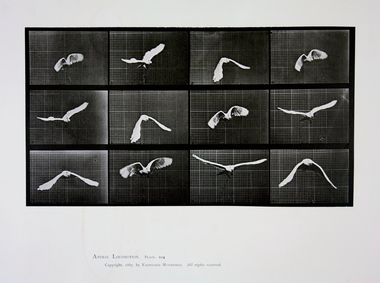 Bird in Flight, plate 762 from 'Animal Locomotion'