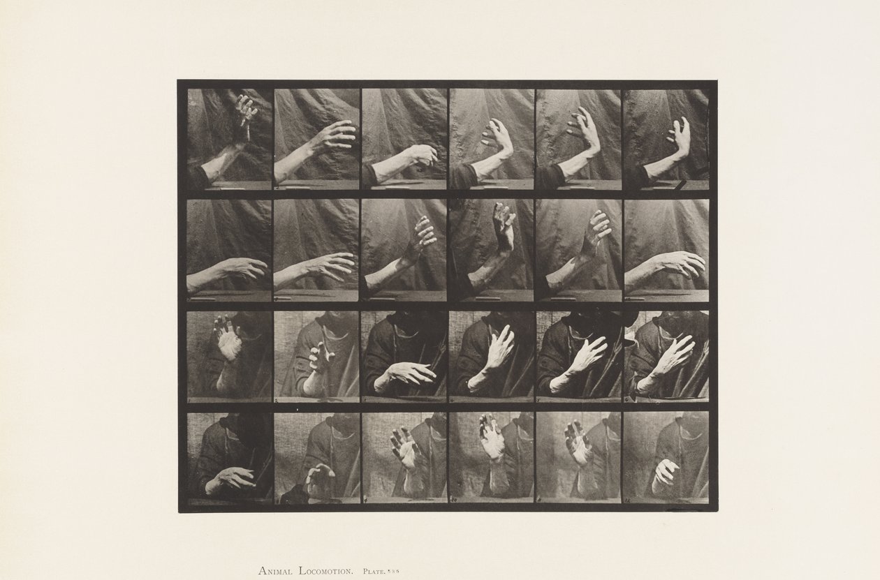 Movement of the Hand; Beating Time by Eadweard Muybridge