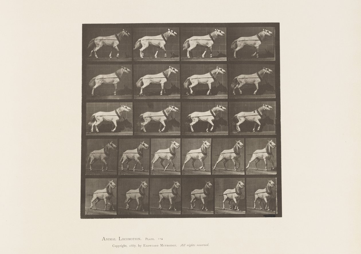 Hauling; Head being Pulled; Light Gray Mare, 1885