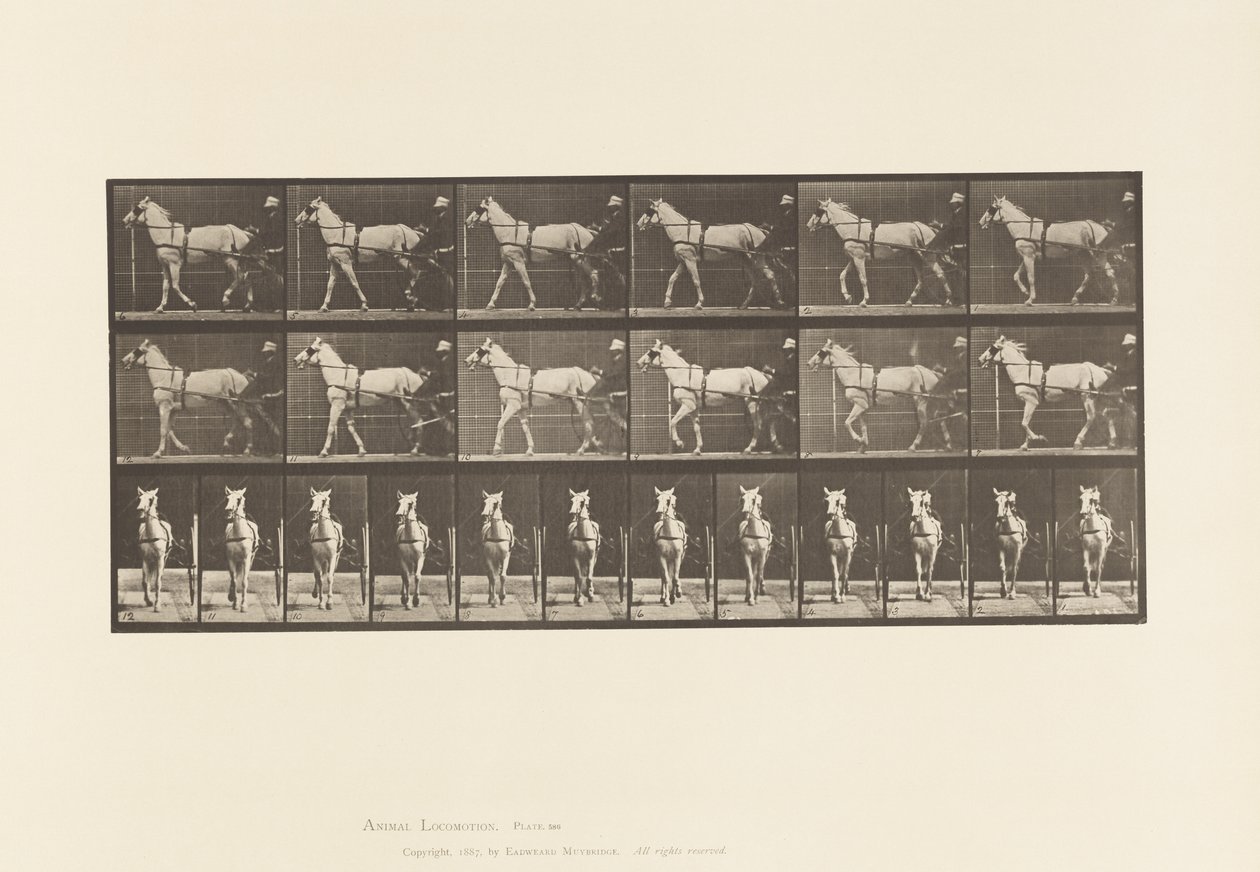 Walking; Sulky; Light Gray Mare, Katydid