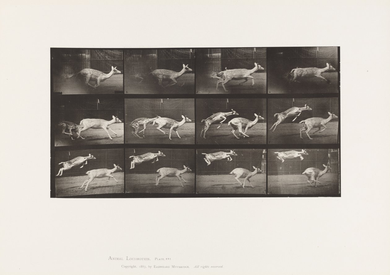 Plate 691. Fallow Deer; Doe; Galloping; Kid; Jumping