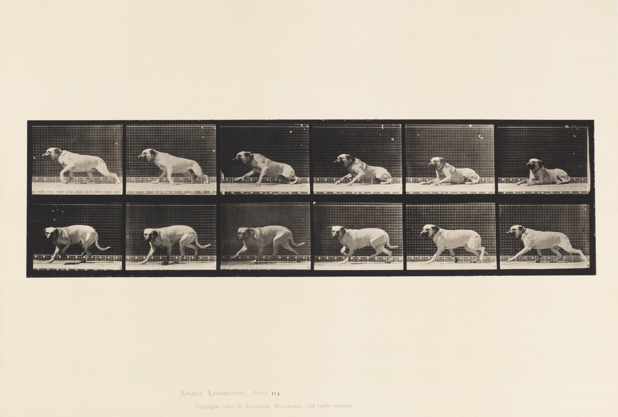 Dog; Aroused by a Torpedo; Mastiff-Smith (Plate 714)