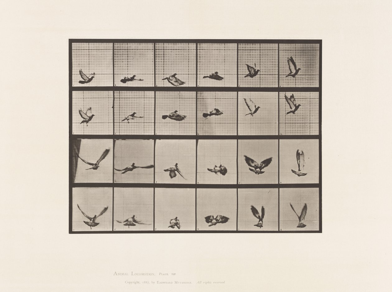 Pigeon; Flying (Plate 757) by Eadweard Muybridge