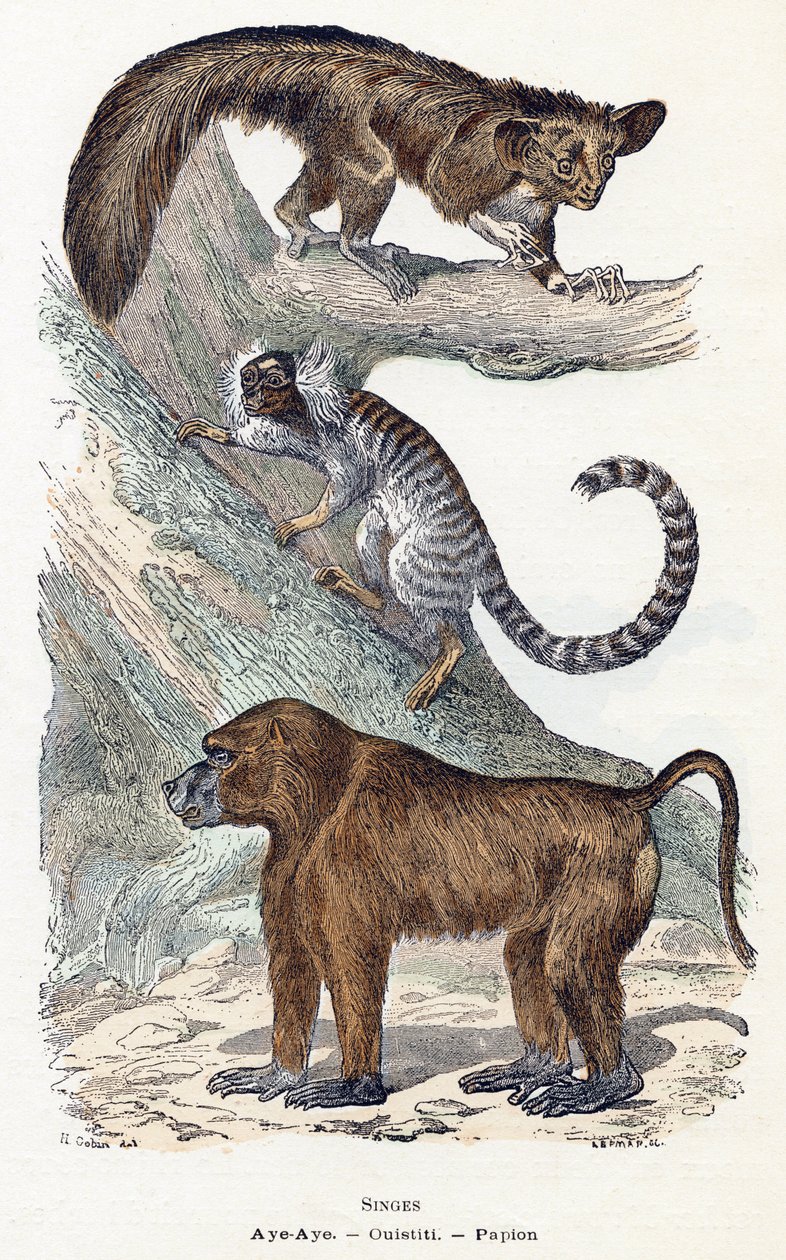 Monkeys - Alphabet illustrates animals by Edouard Travies