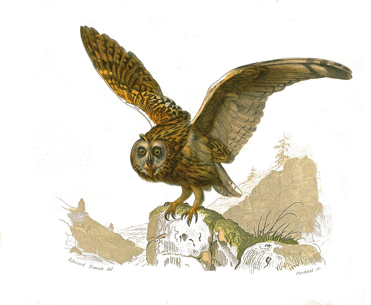 Natural History Board: Zoological board depicting birds of prey daytime ...