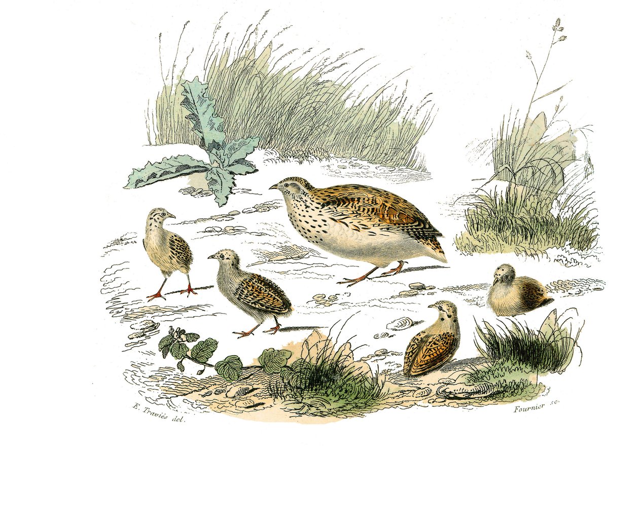 Natural history board: Zoological board representing gallinaces: quail ...