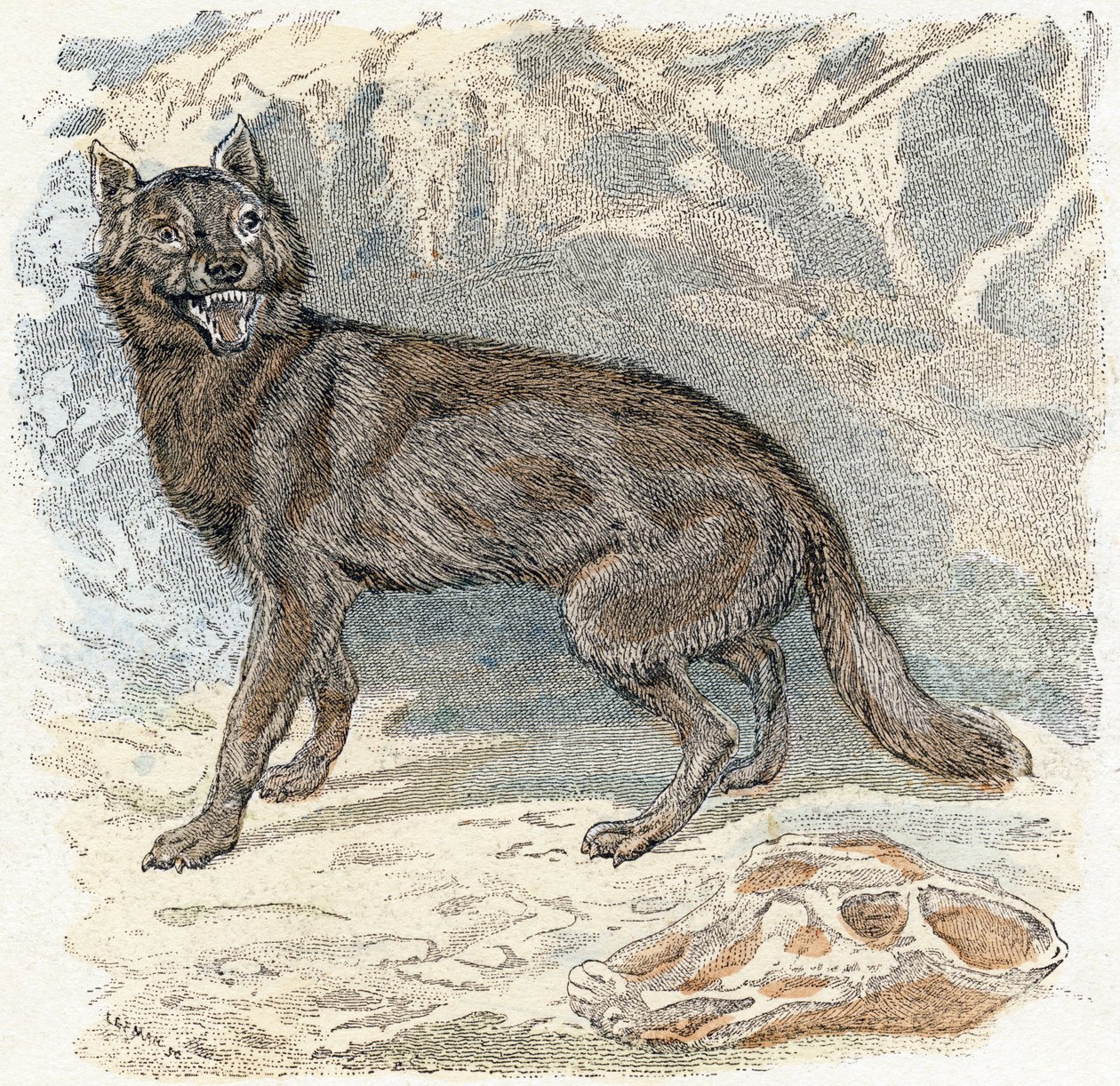 Wolf - Alphabet Illustrates Animals by Edouard Travies