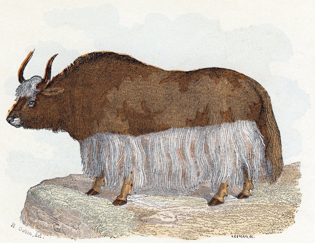 Yak - 'Alphabet illustrates animals' 19th century