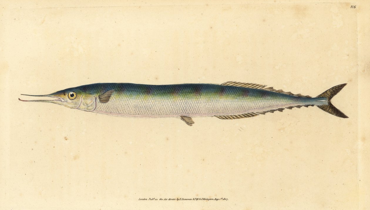 Atlantic saury, Scomberesox saurus saurus by Edward Donovan