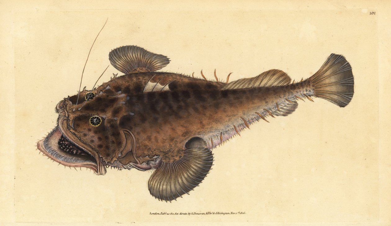 Common Angler Fish Lophius Piscatorius By Edward Donovan