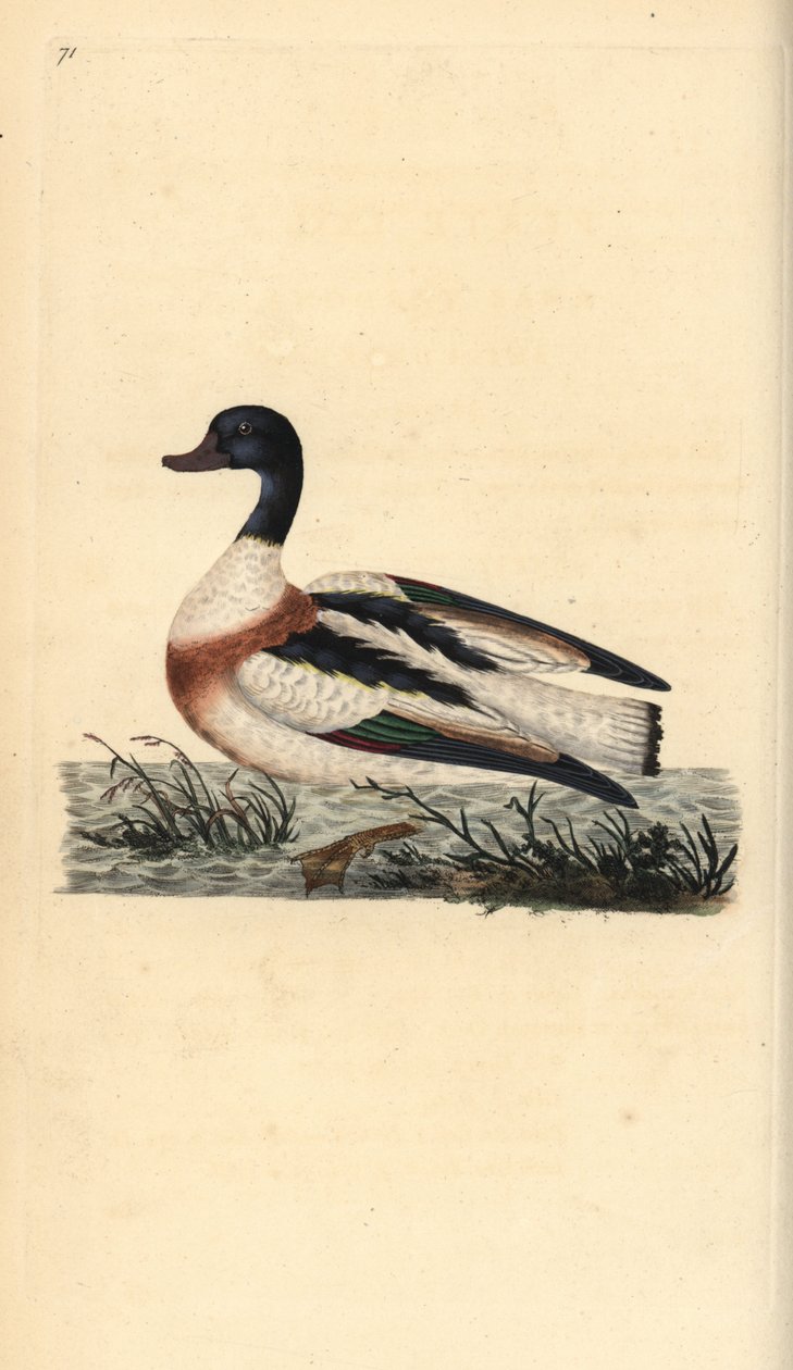 Common Shelduck by Edward Donovan: Buy fine art print