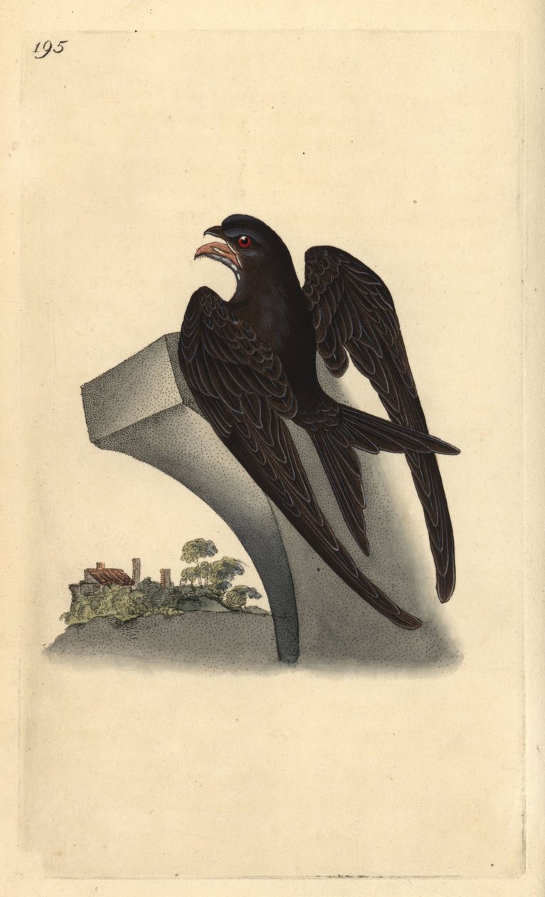Common swift, Apus apus by Edward Donovan: Fine art print