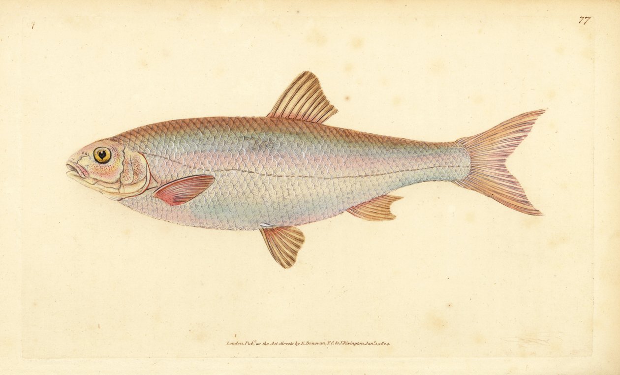 Dace, handcoloured copperplate drawn and engraved by Edward Donovan ...