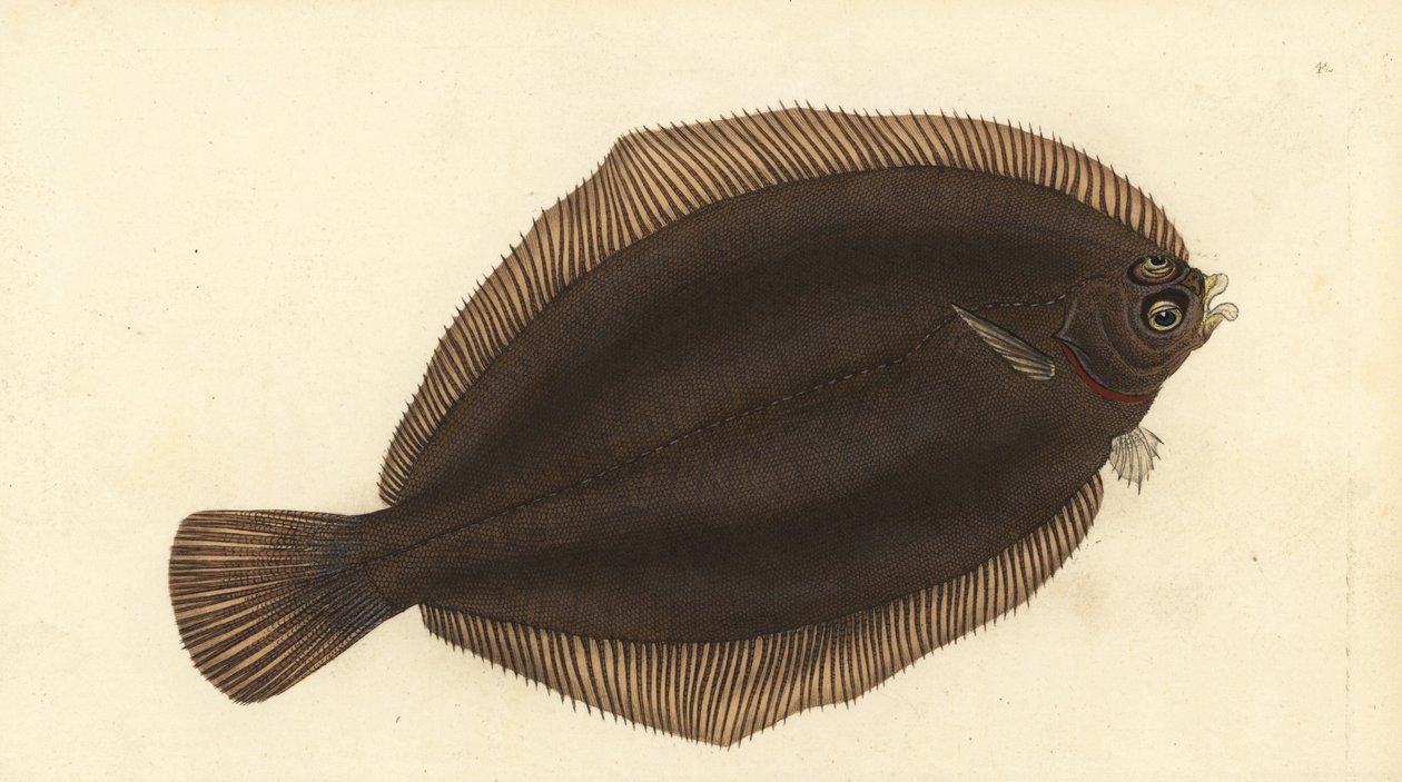 Lemon sole, Microstomus kitt by Edward Donovan