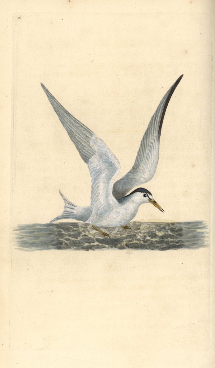 Lesser or little tern, Sternula albifrons. Handcoloured copperplate ...