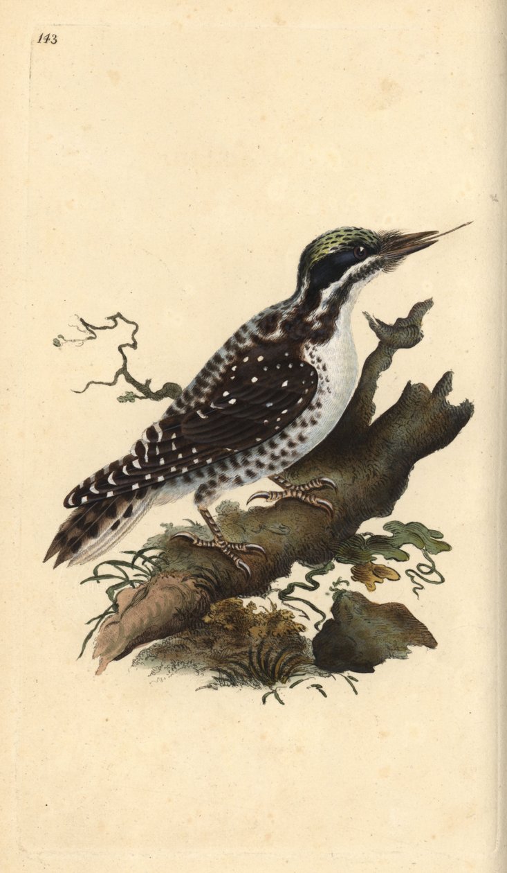 Northern three-toed woodpecker. Picoides tridactylus. Handcoloured ...