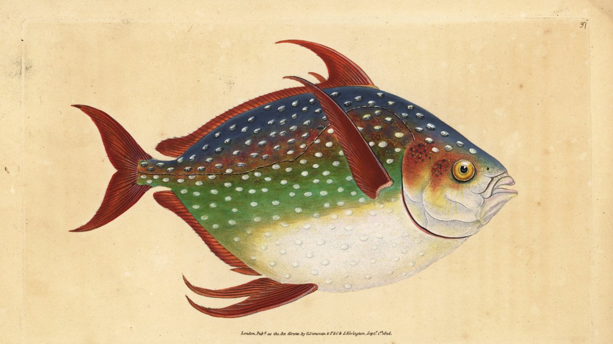 Opah or King Fish, Lampris Guttatus. Handcoloured Copperplate Drawn and ...