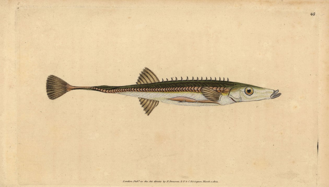 Sea stickleback, Spinachia spinachia by Edward Donovan